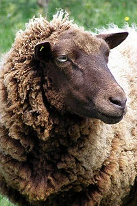 Polled Sheep | Sheep Wiki | Fandom