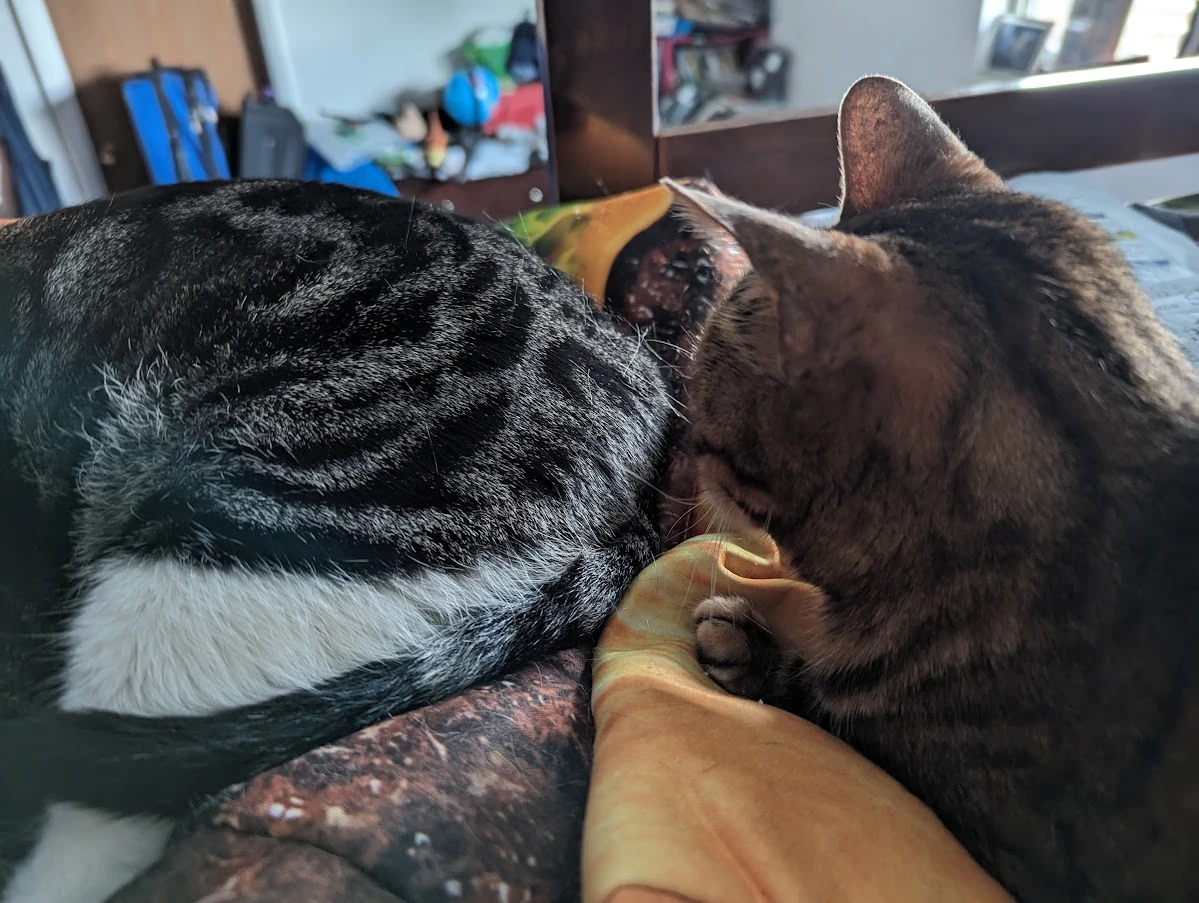 Berserker Mode | Sheer and Cody Wiki | Fandom