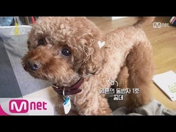 key shinee dogs