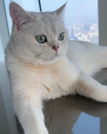 Daeng | SHINee Wiki | Fandom