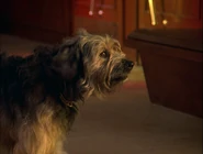 Mutt | Shining Time Station Wiki | Fandom