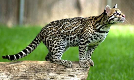 Neko Neko no Mi, Model: Ocelot | One Piece: Ship of fools Wiki | Fandom