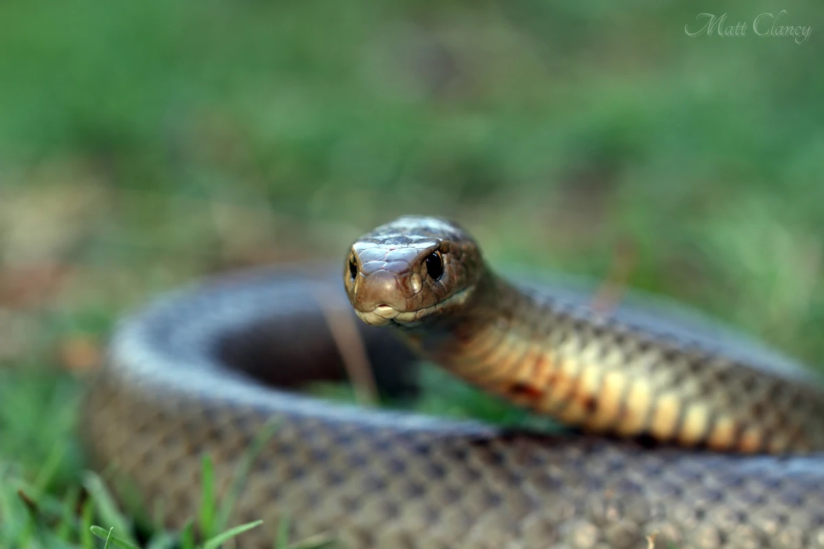 Hebi Hebi no Mi, Model: Eastern Brown Snake | One Piece: Ship of fools ...