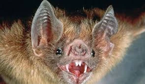 Batto Batto no Mi, Model: Vampire Bat | One Piece: Ship of fools Wiki ...