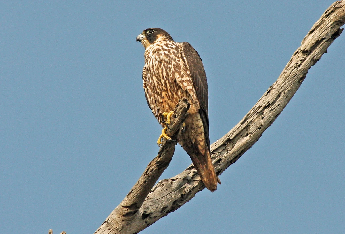 Tori Tori no Mi, Model: Peregrine Falcon | One Piece: Ship of fools ...