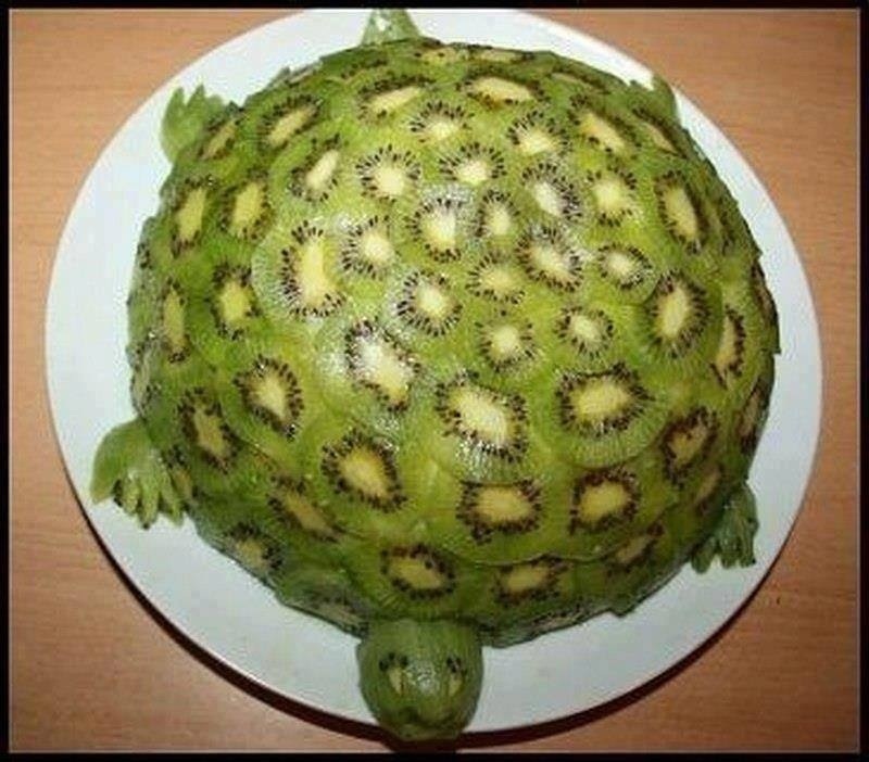 Kame Kame no Mi, Model: Sea Turtle | One Piece: Ship of fools Wiki | Fandom