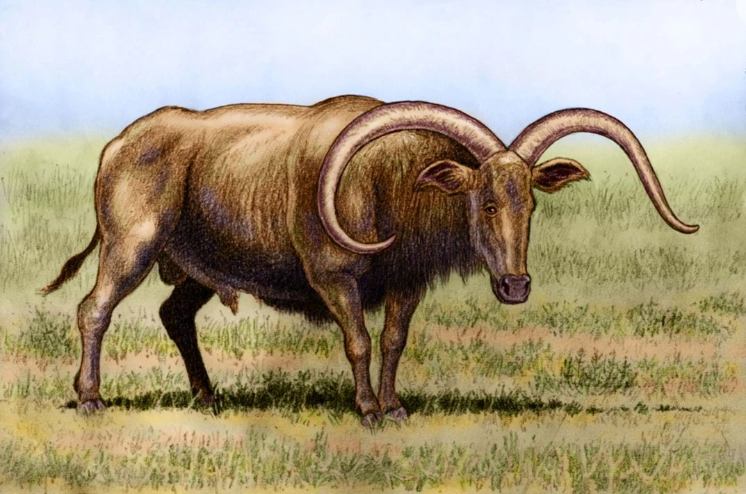 Ushi Ushi no Mi, Model Pelorovis | One Piece: Ship of fools Wiki | Fandom