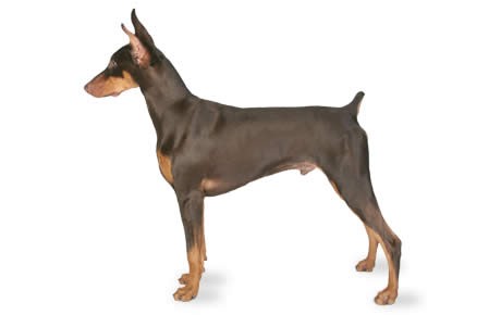 Inu Inu no Mi, Model: Doberman | One Piece: Ship of fools Inu Inu no Mi, Model: Doberman | One Piece: Ship of fools