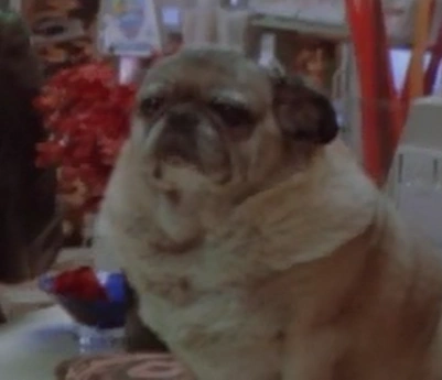 Doggie | Shirp Wiki | Fandom