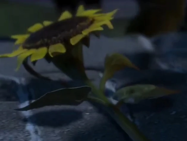 Sunset-Drop Flower | Shrek Fan Theories Wiki | Fandom