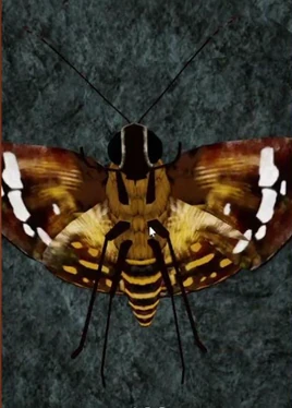 Death Moth | Shrek in the Backrooms (Roblox) Wiki | Fandom