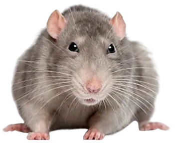 The Rat | Shrektacular Studios Wiki | Fandom