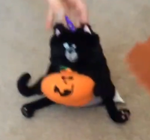 Splat the Cat | Shrimp Hunter Fanon Wiki | Fandom