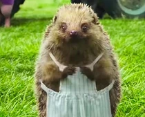 Mrs. Tiggy-Winkle | Sia Wiki | Fandom