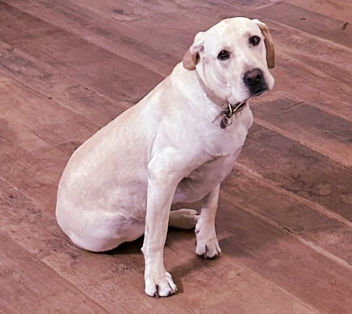 Dog Dingus Winners Dog Under Specialty Judge Vic Dingus At The NNJ SBC