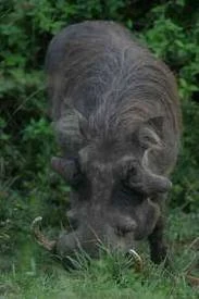 Tebo | Sifsbeastiary Wiki | Fandom