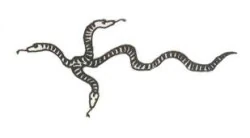 Runespoor | Sifsbeastiary Wiki | Fandom