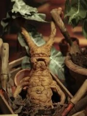 Mandrake | Sifsbeastiary Wiki | Fandom
