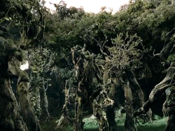 Ent | Sifsbeastiary Wiki | Fandom