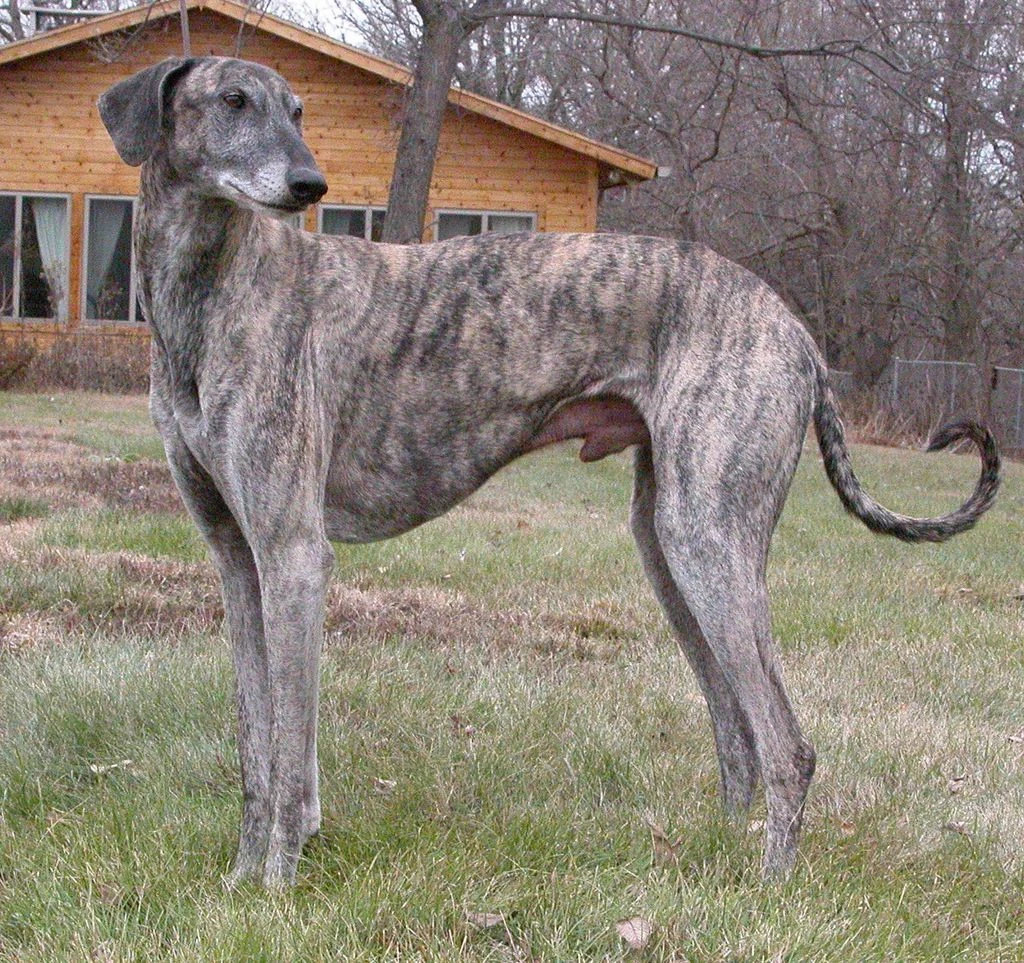 Fahel Shi'Rayan | Sighthound Coursing and Racing Wiki | Fandom