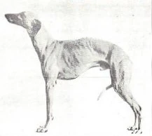 Whippet | Sighthound Coursing and Racing Wiki | Fandom