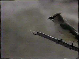 NHPBS Sign-On & Sign-Off | Signons and Signoffs Wiki | Fandom