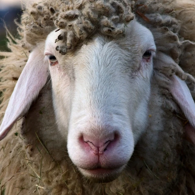 Father Sheep | SiIvaGunner Wiki | Fandom