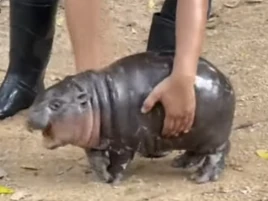 Moo Deng's Birthday | SiIvaGunner Wiki | Fandom