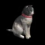 Gato disecado | Silent Hill Wiki en español | Fandom