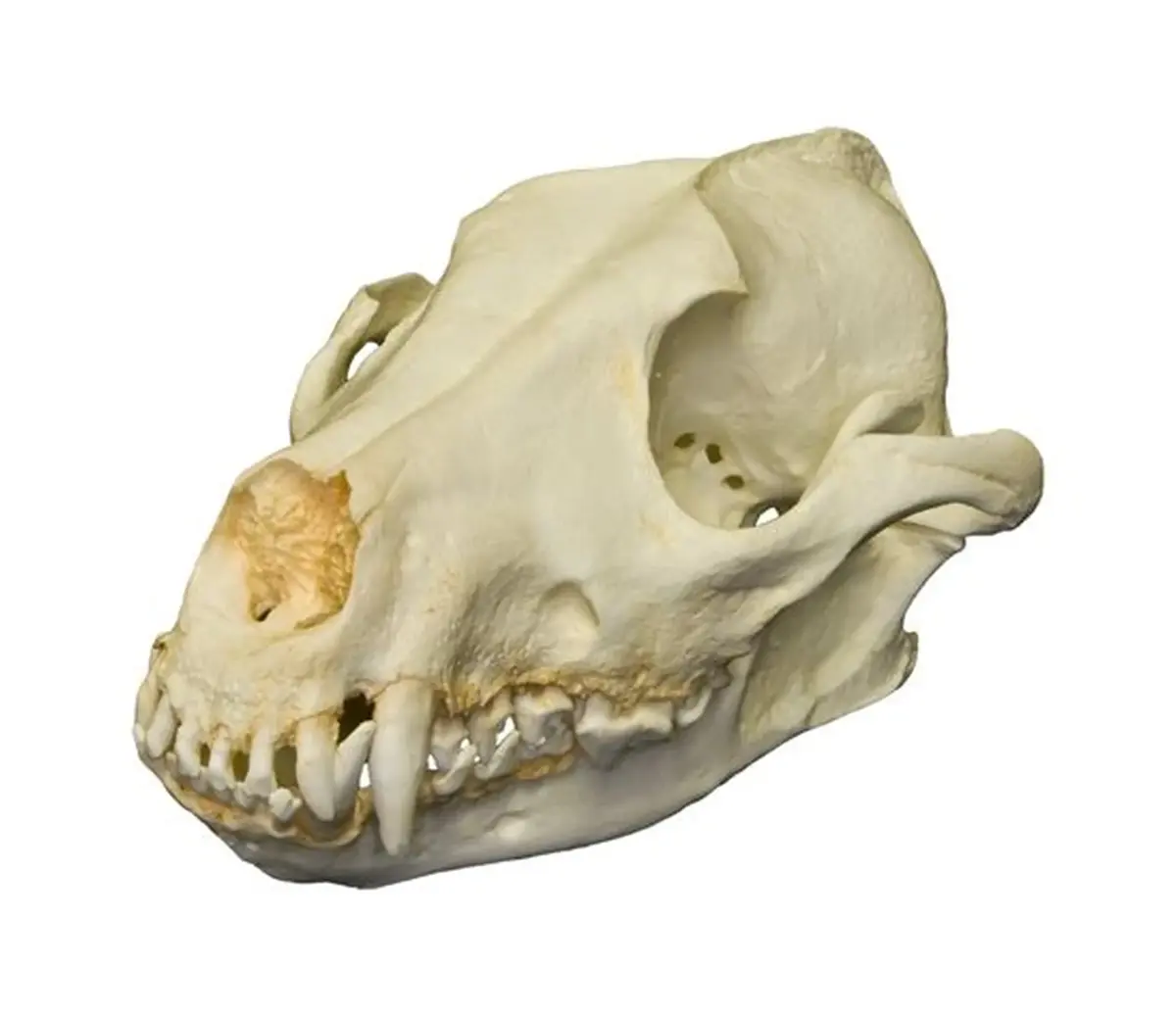 Dog Skulls | Silliosstico Wiki | Fandom