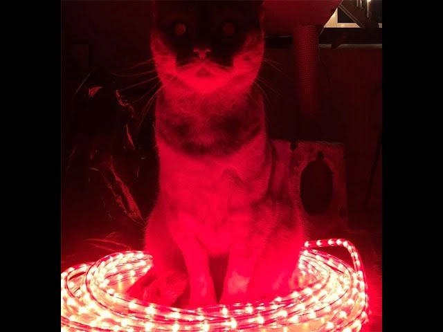 Demon Cat | Silly cars Wiki | Fandom