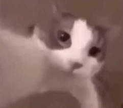 Moaz cat | Silly cars Wiki | Fandom