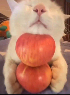 Apple Cat | Silly Cat TV Series Wiki | Fandom