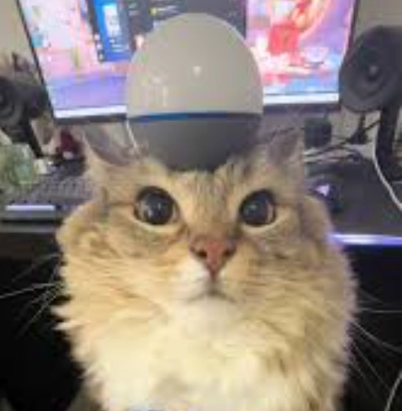 Luna the Tabby | Silly Cat TV Series Wiki | Fandom