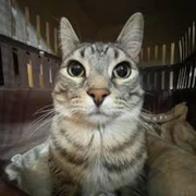 100 Yard Stare Cat | Silly Cat TV Series Wiki | Fandom