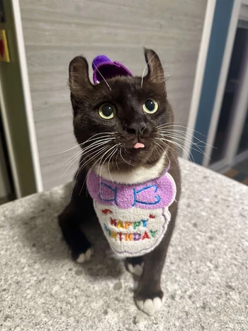 Bb | Silly Cat TV Series Wiki | Fandom