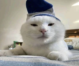 Apple Cat | Silly Cat TV Series Wiki | Fandom