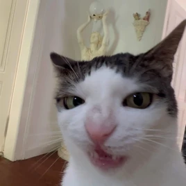 Luna | Silly Cat TV Series Wiki | Fandom