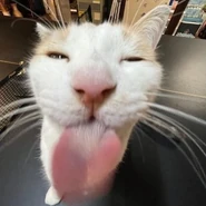 Milly | Silly Cat TV Series Wiki | Fandom