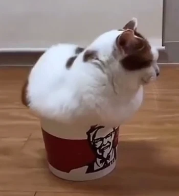 KFC Bucket Cat | Silly Cat TV Series Wiki | Fandom