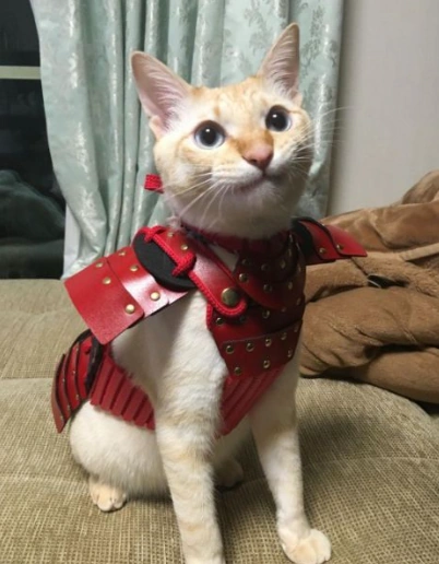 Samurai Cat | Silly Cat TV Series Wiki | Fandom