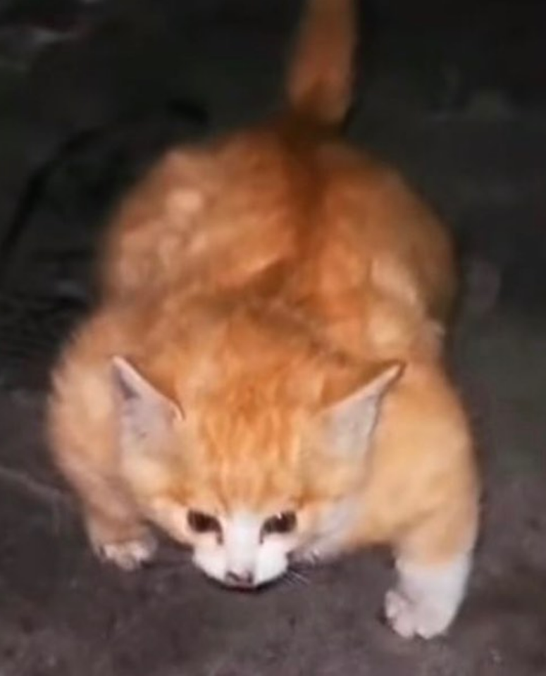 Buffed Kitty | Silly Cat TV Series Wiki | Fandom