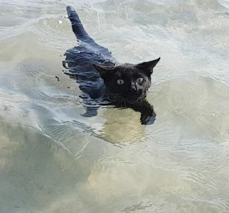 Ludwig | Silly Cat TV Series Wiki | Fandom