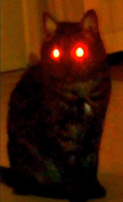 HIM | Silly Cat TV Series Wiki | Fandom