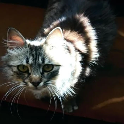 Pusha | Silly Cat TV Series Wiki | Fandom