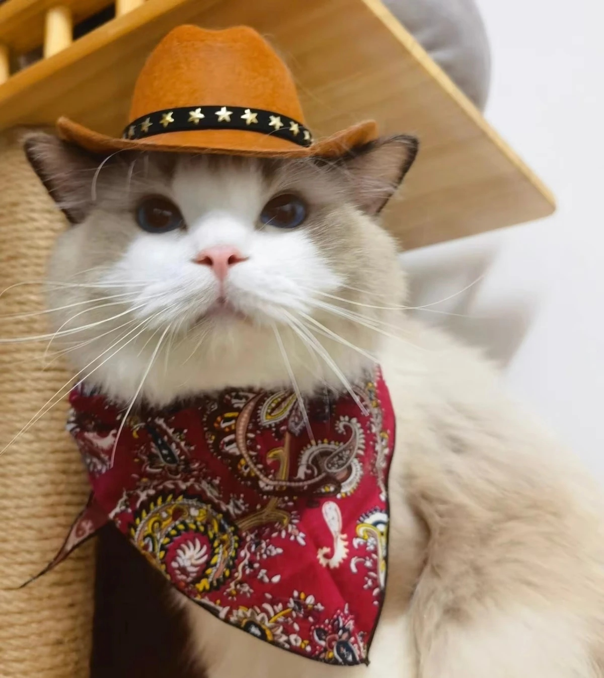 Angelina | Silly Cat TV Series Wiki | Fandom