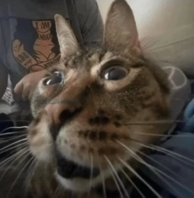 Bungus | Silly Cat Wiki | Fandom