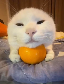 Apple Cat | Silly Cat TV Series Wiki | Fandom