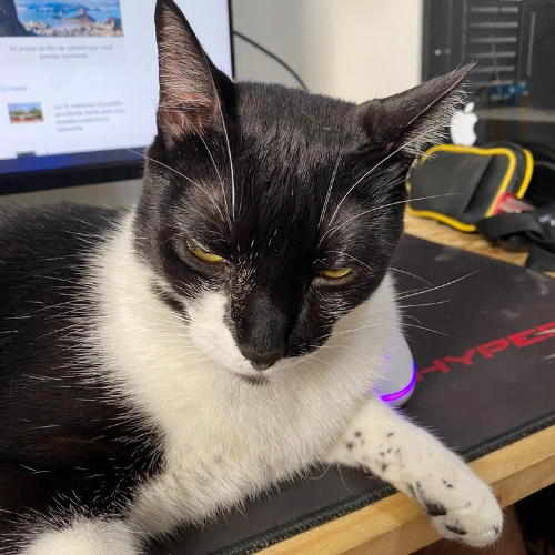 Gloober | Silly Cat TV Series Wiki | Fandom