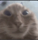 Florbi | Silly Cat TV Series Wiki | Fandom